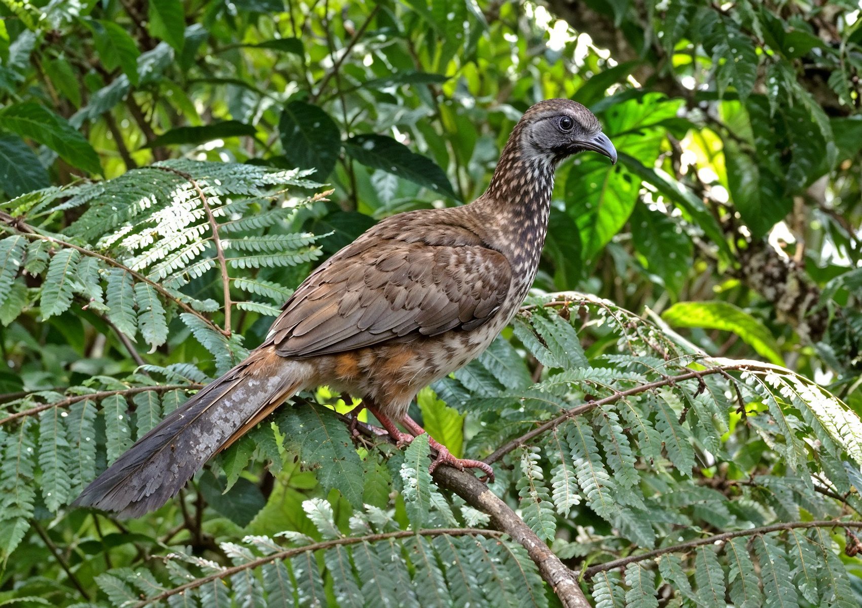 El significado espiritual de la guacharaca | Animal Sagrado